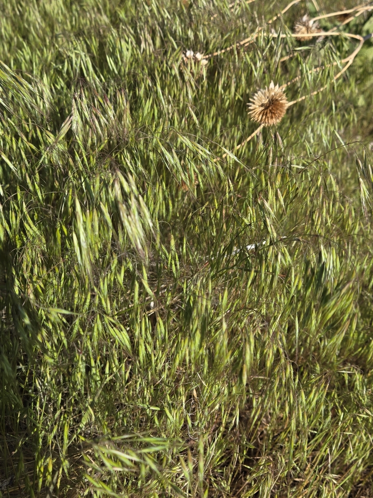 Cheatgrass from Watkins, CO 80137, USA on June 1, 2024 at 08:06 AM by ...