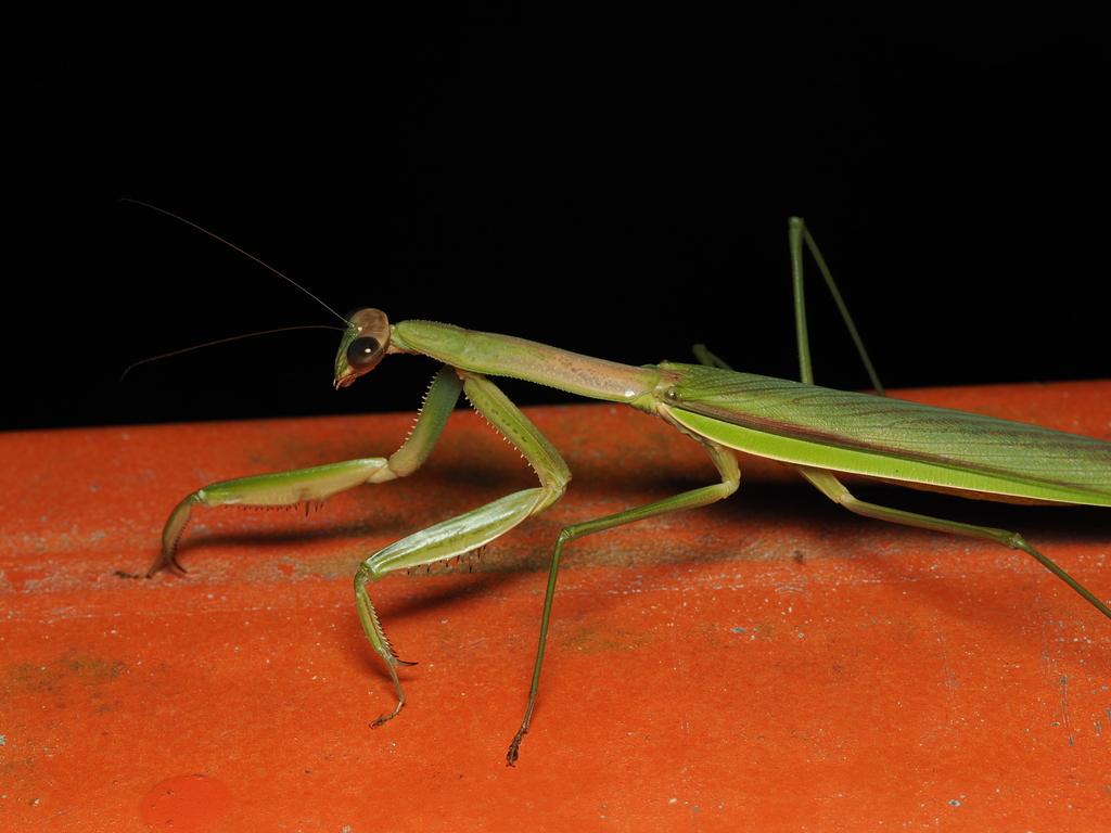 Chinese Mantis from 424台灣台中市和平區 on May 31, 2024 at 10:40 PM by 尤冠智 (Yu ...