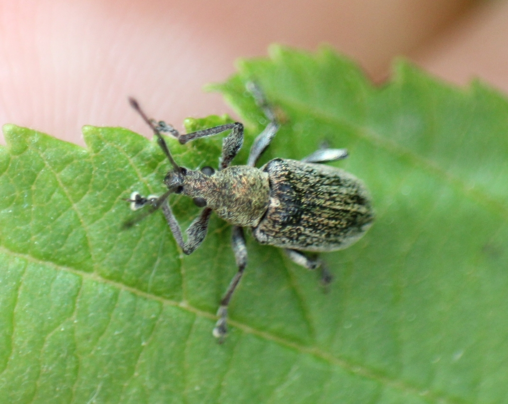 Common Leaf Weevil from Rochdale OL12 9DP, UK on June 1, 2024 at 11:59 ...