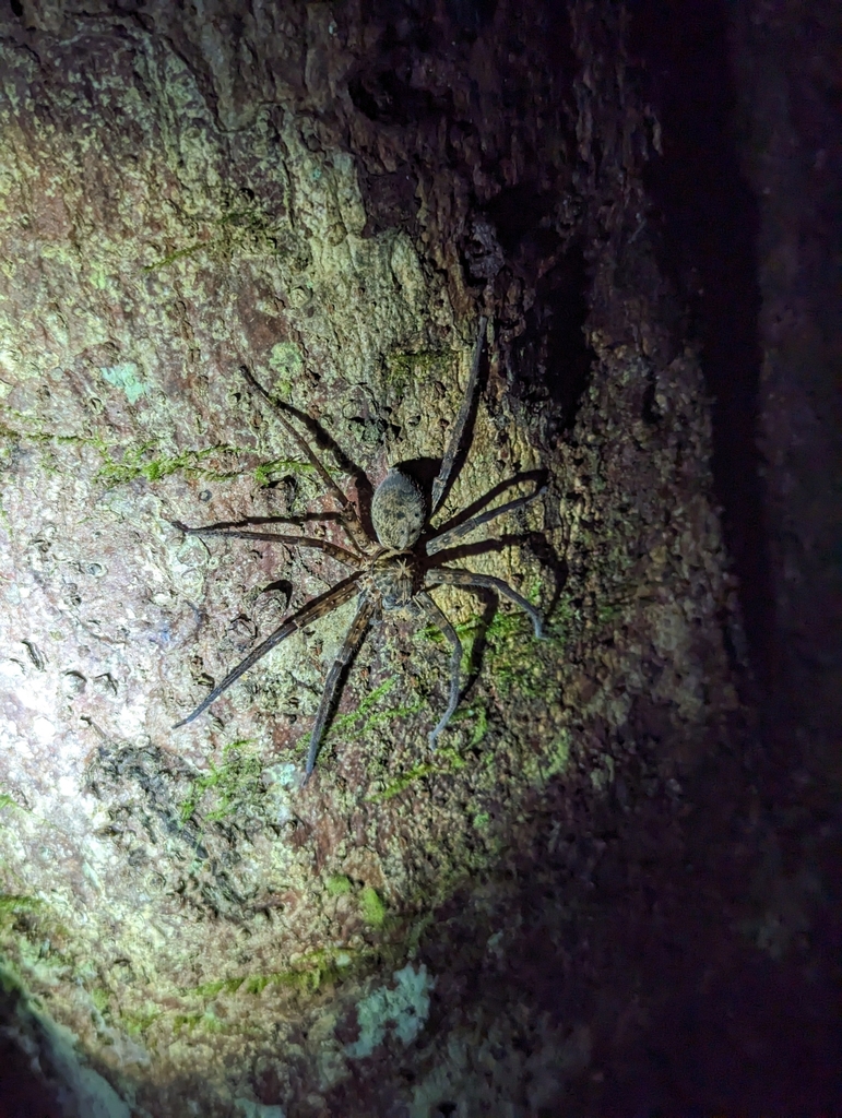 Giant Huntsman Spiders from Kuranda QLD 4881, Australia on June 1, 2024 ...