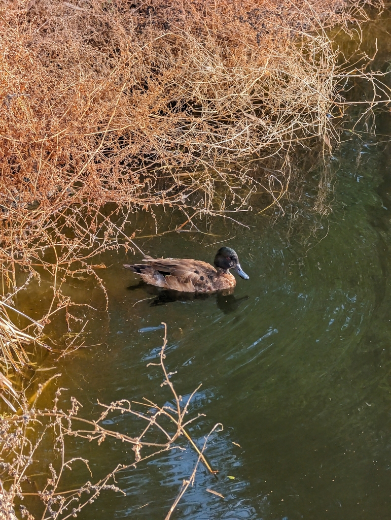 Chestnut Teal from Alphington VIC 3078, Australia on June 1, 2024 at 02 ...