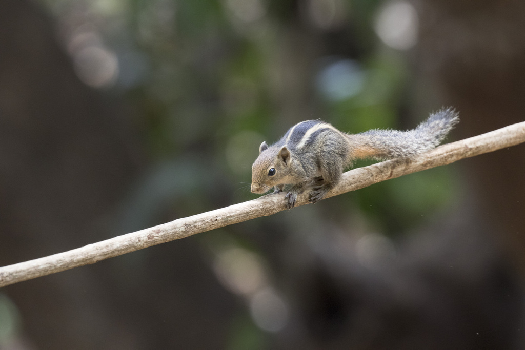 Jungle Palm Squirrel from Garva Agro Tourism Abloli, Garva Agro Tourism ...