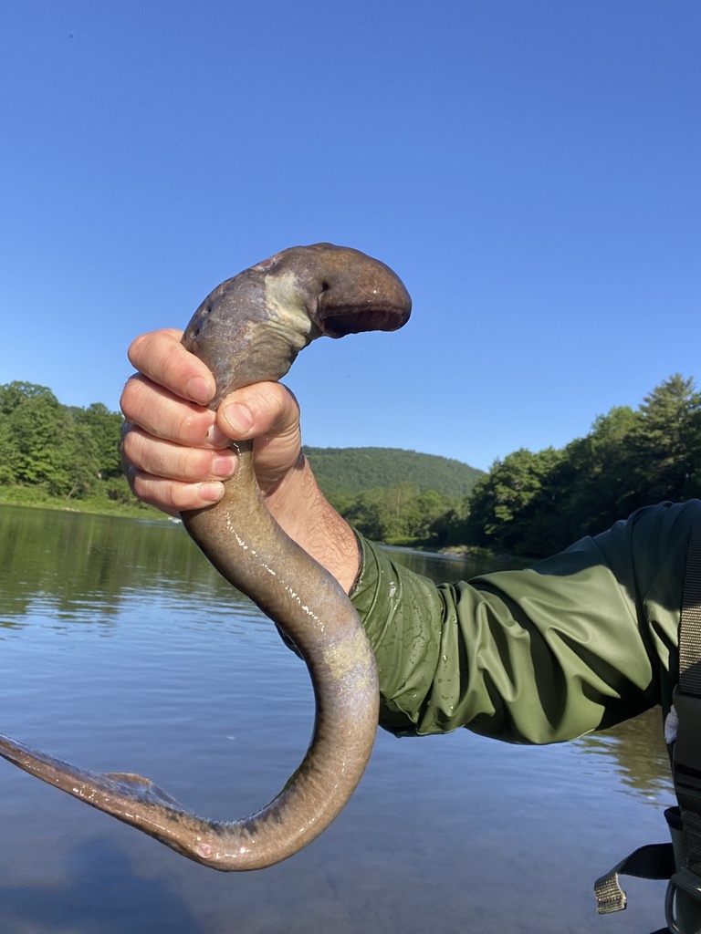 Sea Lamprey from West Branch Delaware River, Hancock, NY, US on June 1 ...