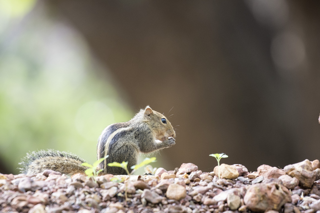 Jungle Palm Squirrel from Garva Agro Tourism Abloli, Garva Agro Tourism ...