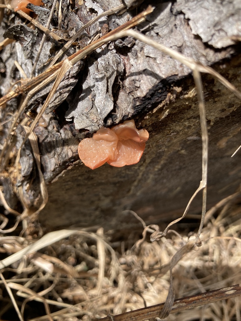 Fungi Including Lichens from Foothills County, AB, Canada on May 25 ...