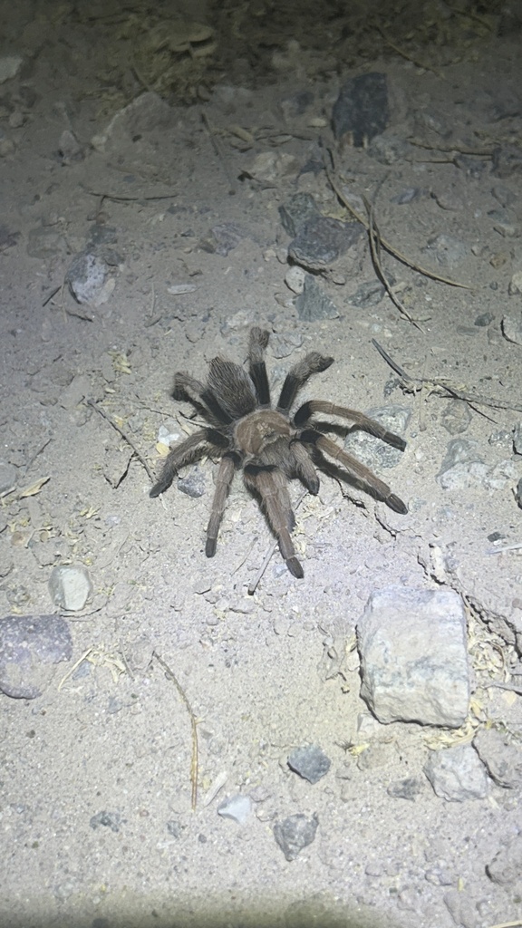 Desert Blonde Tarantula from East Horse Head Road, Tucson, AZ, US on ...