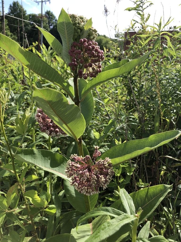 common milkweed from Chatham Park, Elkin, NC, US on June 1, 2024 at 09: ...