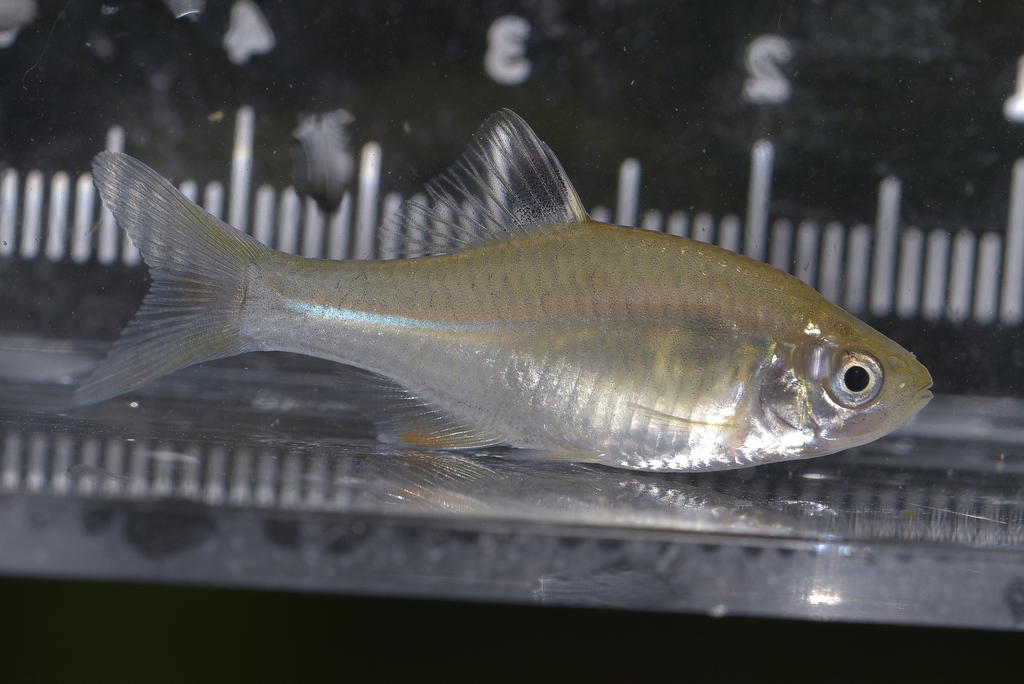 Rhodeus sinensis from 中国江苏省南京市玄武区 on June 1, 2024 at 08:38 PM by 龙栩川 ...