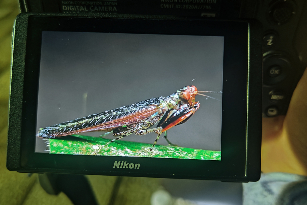 Catestiasula seminigra in June 2024 by xtbg-eec. 螳小胖拍摄 · iNaturalist