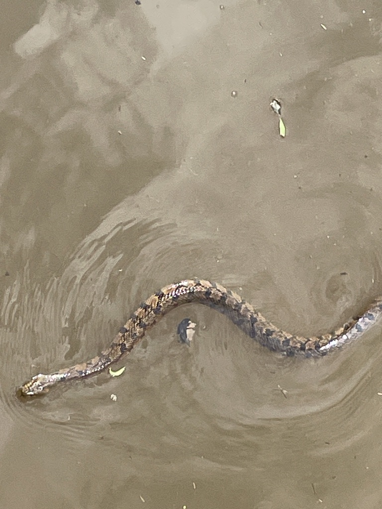 Diamondback Watersnake from N Houston St, Granbury, TX, US on June 1 ...