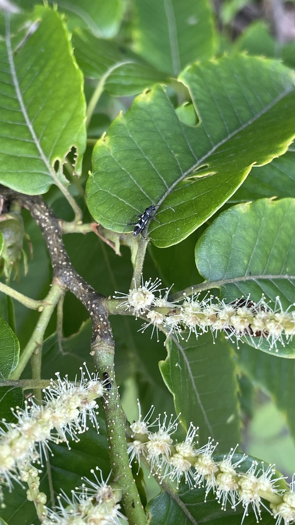 Rhaphuma diminuta in June 2024 by tofuinsect · iNaturalist