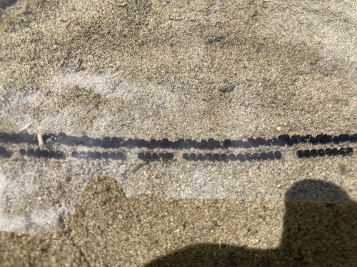 iNaturalist Tracking Database – NatureTracking