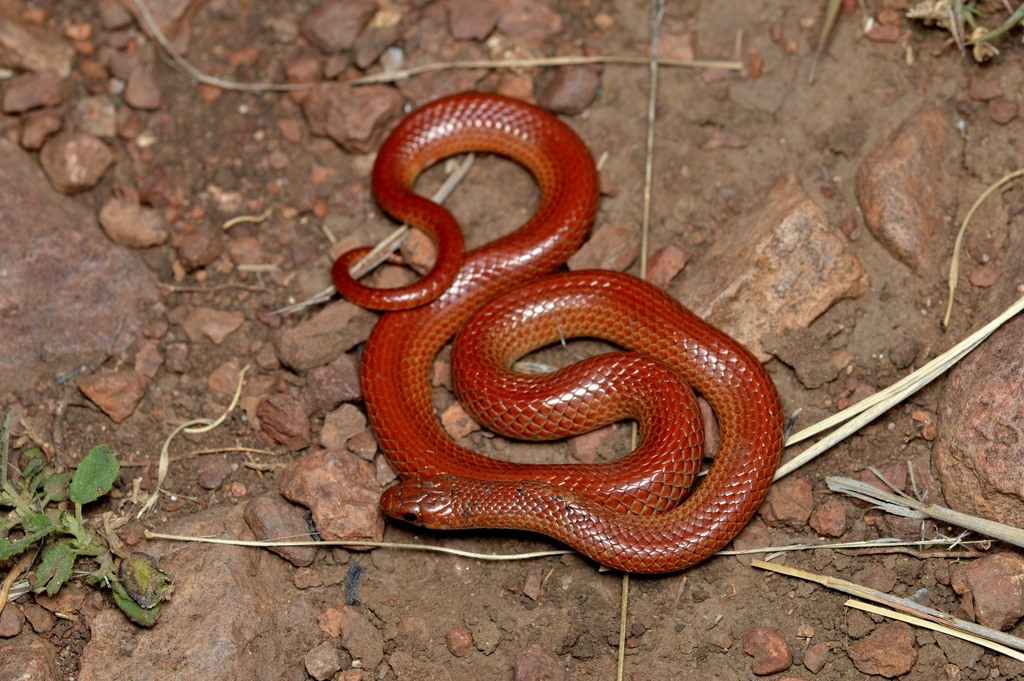 Great Plains Ground Snake (Sonora episcopa) - Snakes and Lizards