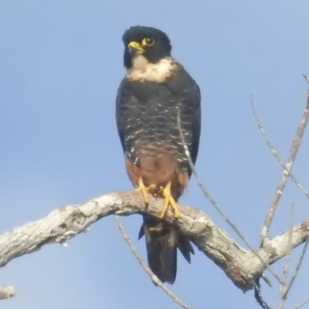 Bat Falcon from Novo Airão - State of Amazonas, 69730-000, Brazil on ...