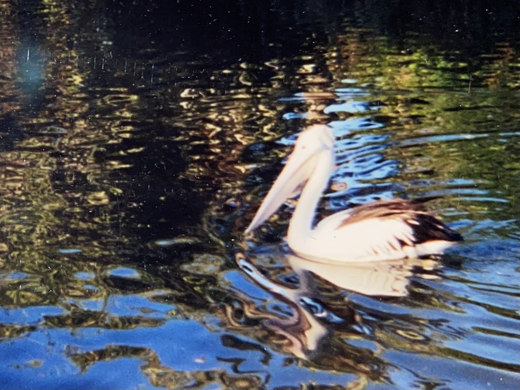 Australian Pelican from The Royal Botanic Gardens, Sydney, NSW, AU on ...