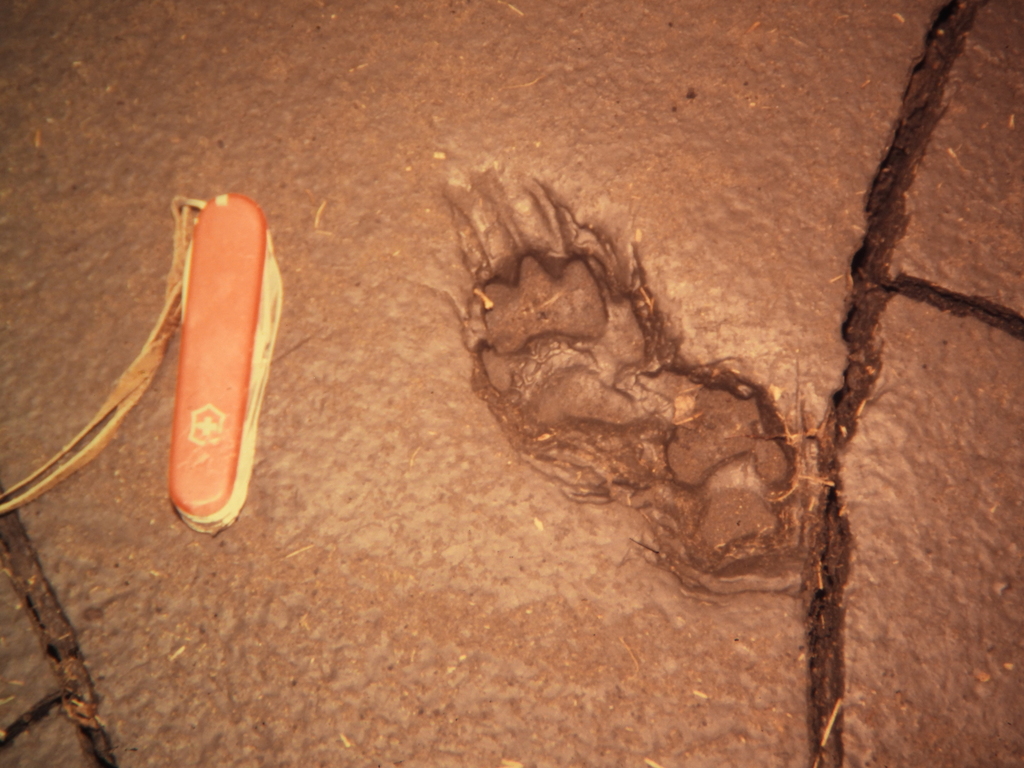 American Badger from Mexico on September 19, 1993 by Jaime Marcelo ...