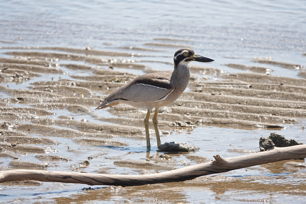 Beach Stone-curlew from Townsville, QLD, Australia on September 9, 2023 ...