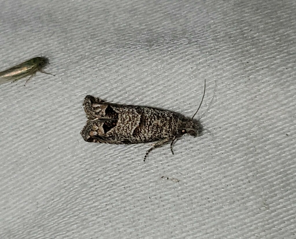 Sunflower Bud Moth from Hood County, TX, USA on May 25, 2024 at 12:16 ...