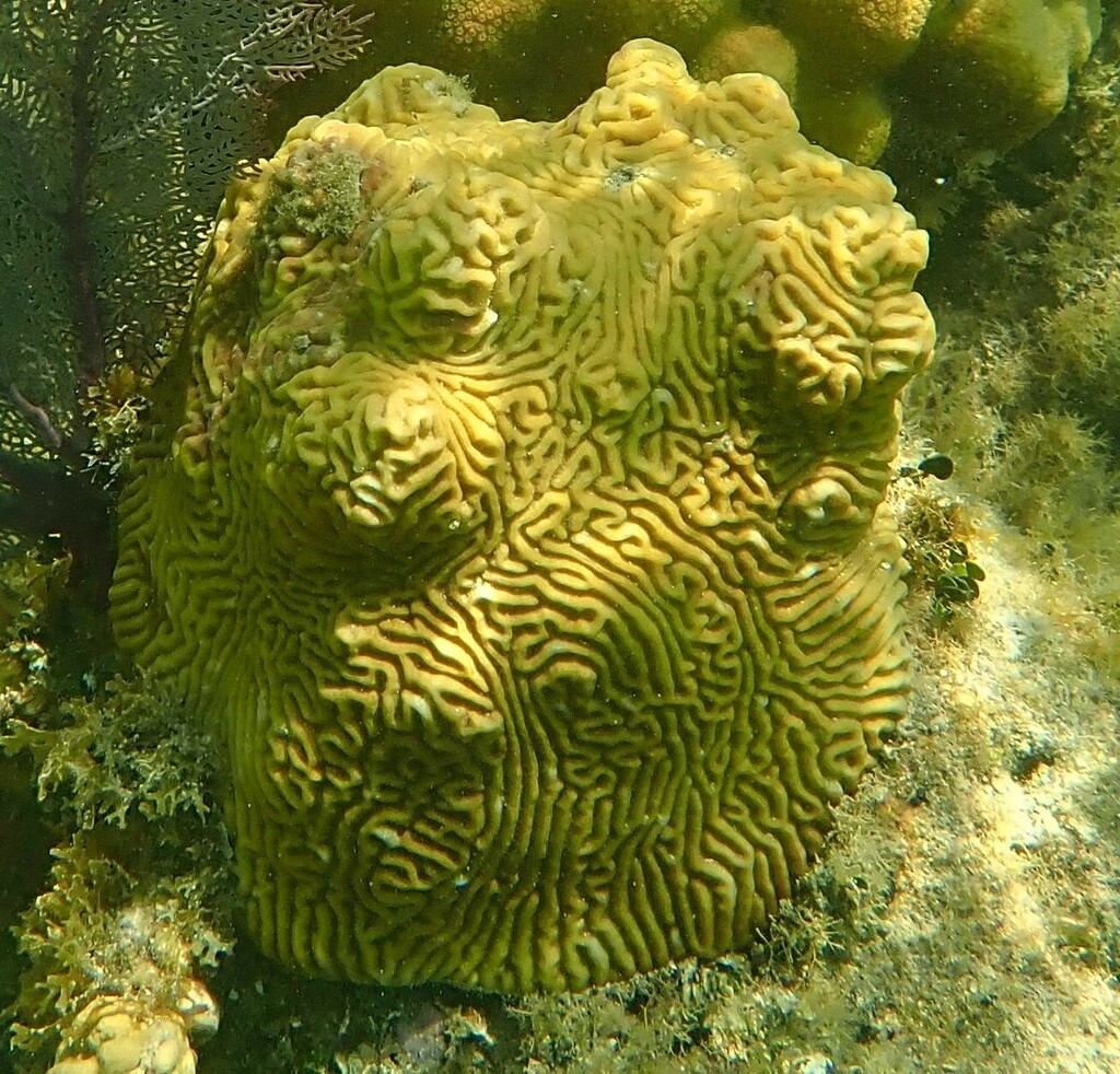 Knobby Brain Coral (Caribbean Shallow Water Stony Corals Commonly Seen ...