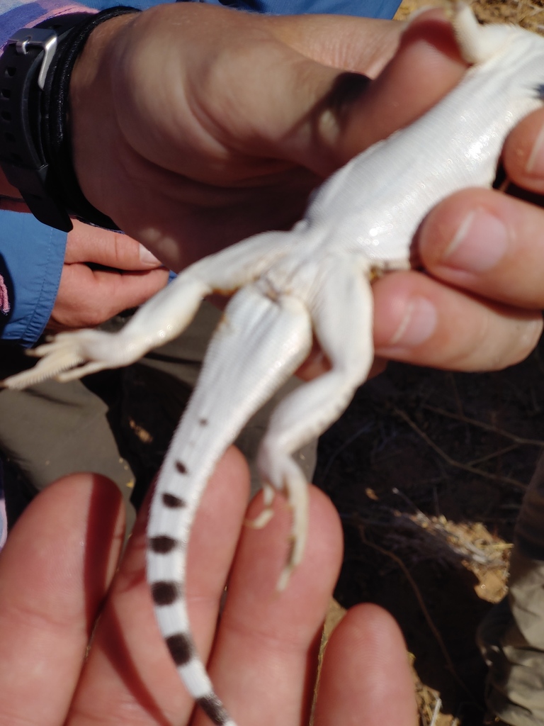 Yuman Desert Fringe-toed Lizard in May 2019 by kerry_ross · iNaturalist