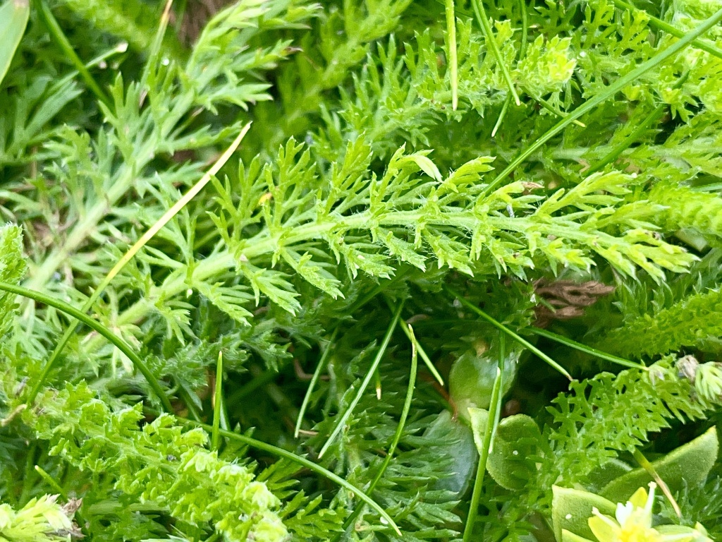 common yarrow from Aberystwyth, Aberystwyth, Wales, GB on June 01, 2024 ...
