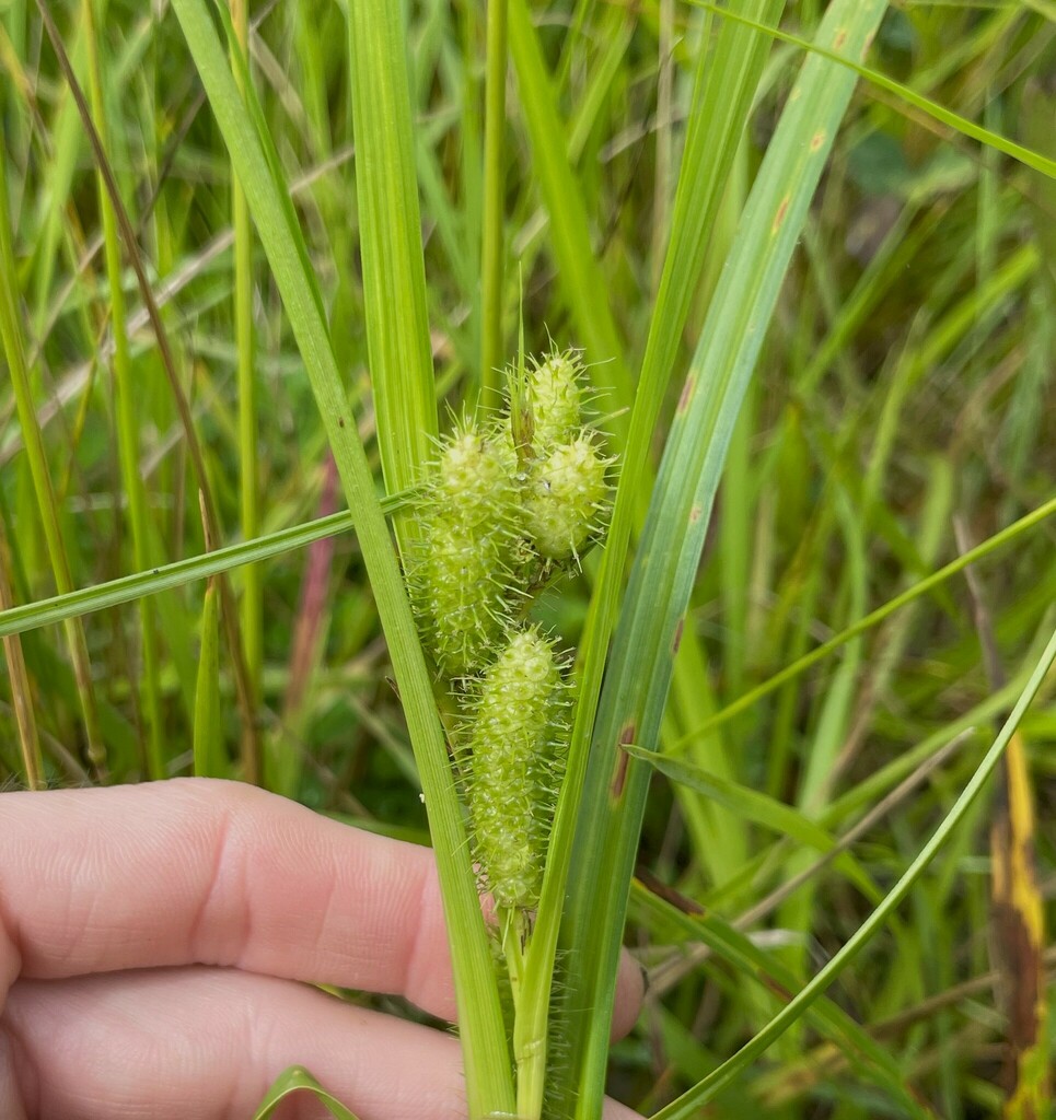Frank's sedge from Washington County, AR, USA on May 31, 2024 at 12:52 ...