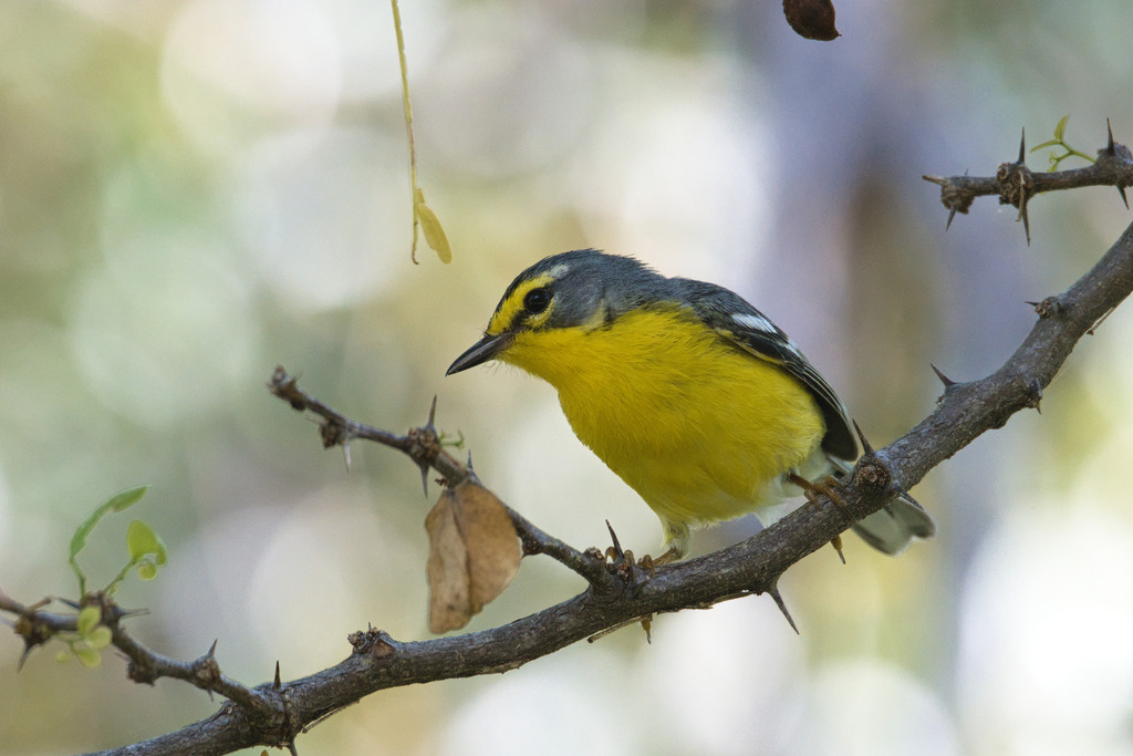 Adelaide's Warbler from Boquerón, Cabo Rojo, Puerto Rico on May 17 ...
