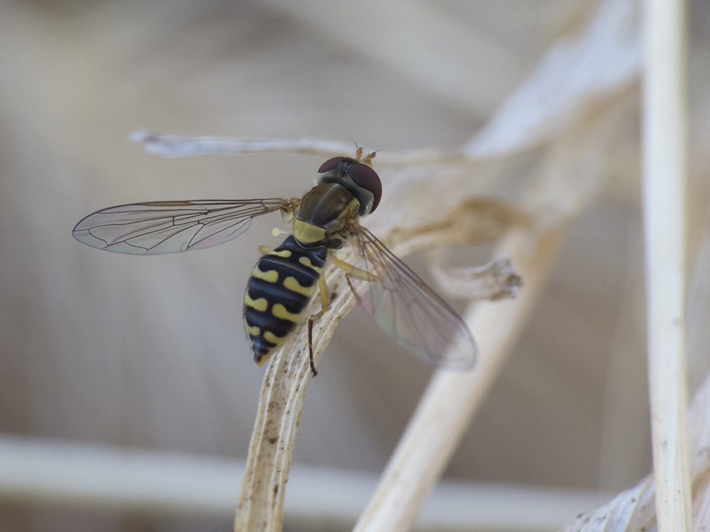 Toxomerus vertebratus (Naturaleza en el Refugio del Agua-Mallín de ...