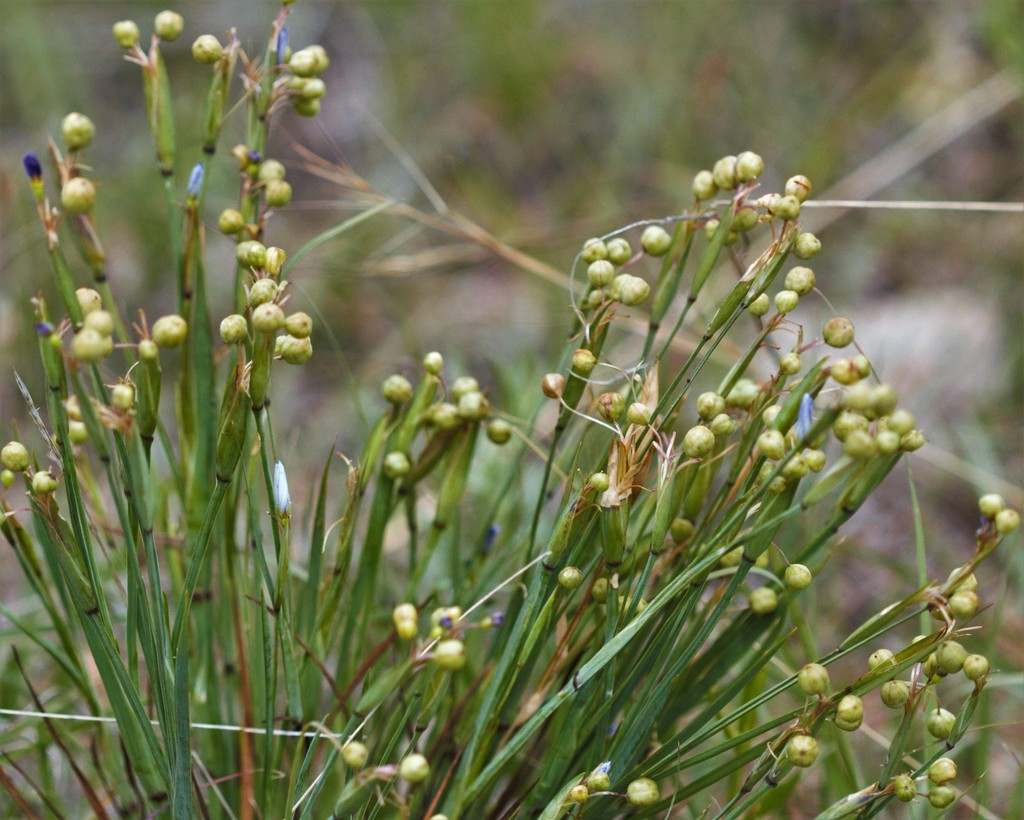blue-eyed grasses from Borden County, TX, USA on May 11, 2019 at 12:42 ...