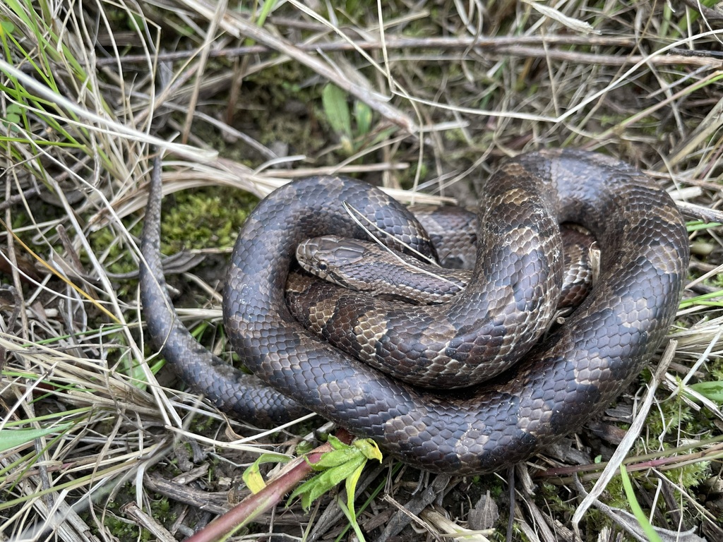 Prairie Kingsnake in May 2024 by Johnny Baakliny · iNaturalist