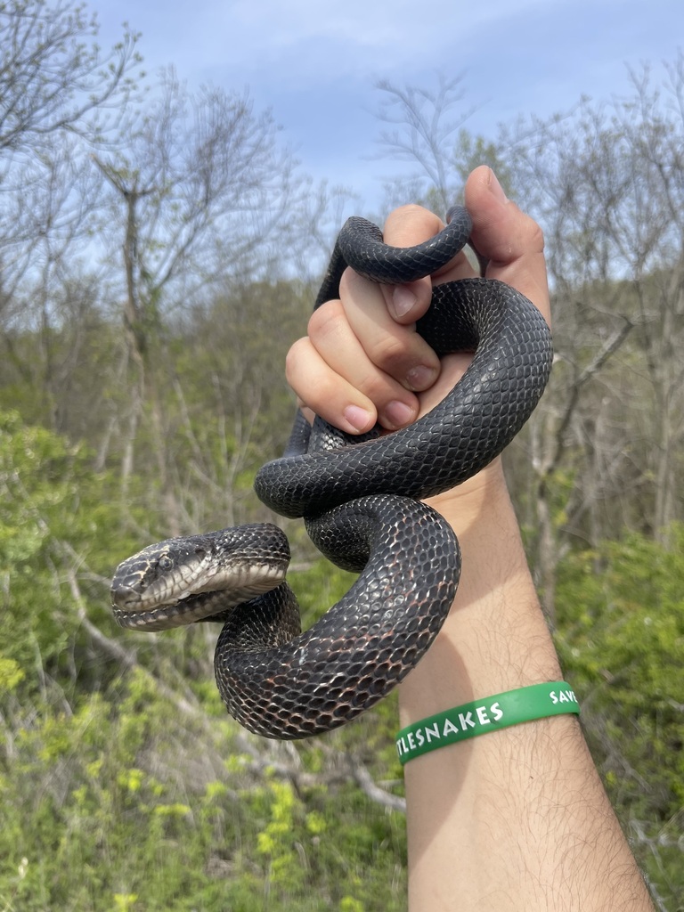 Gray Ratsnake in April 2024 by Johnny Baakliny · iNaturalist