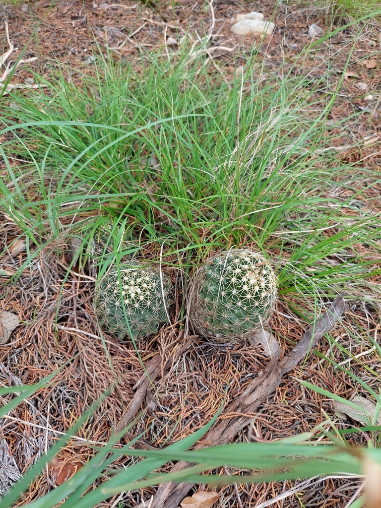 Grooved nipple cactus from Leander, TX 78641, USA on June 1, 2024 at 12 ...