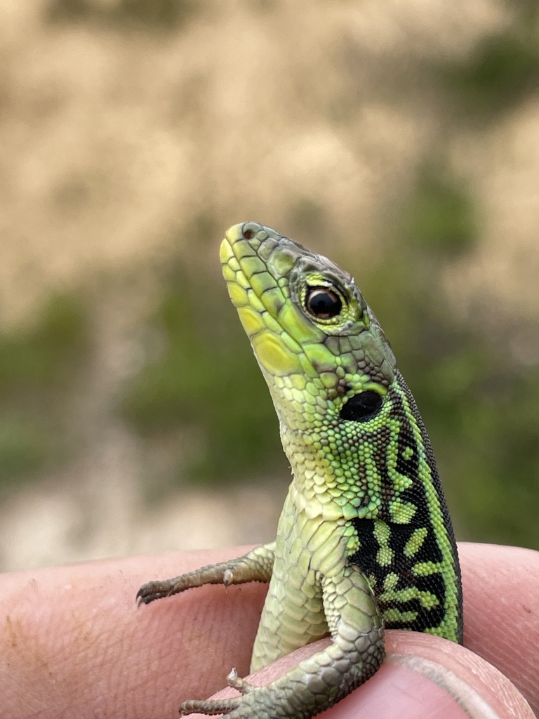 Medium Lizard in April 2024 by Johnny Baakliny · iNaturalist