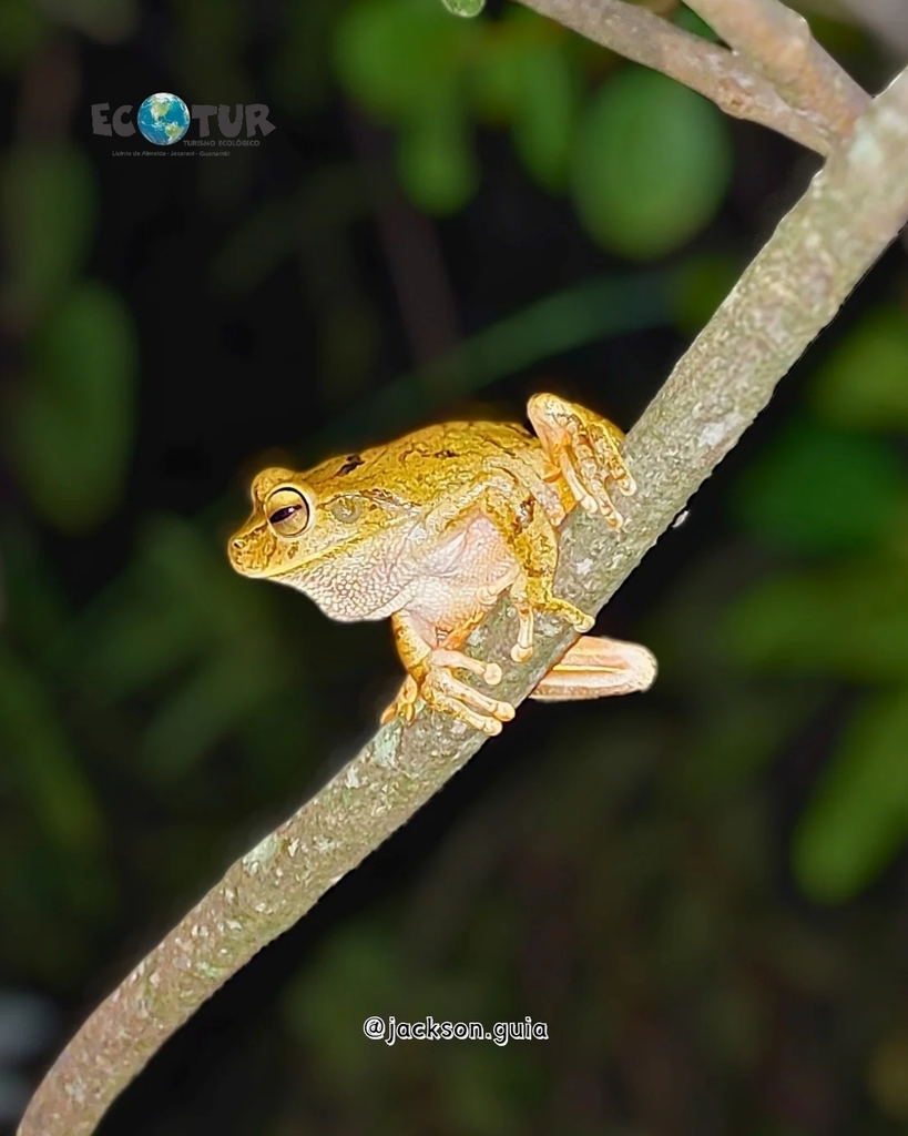 Emerald-eyed Tree Frog from Mandiroba, Sebastião Laranjeiras - BA ...