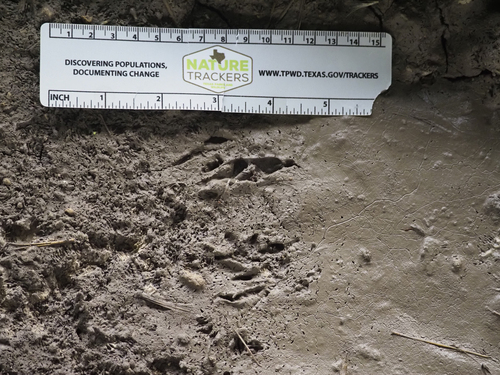 iNaturalist Tracking Database – NatureTracking