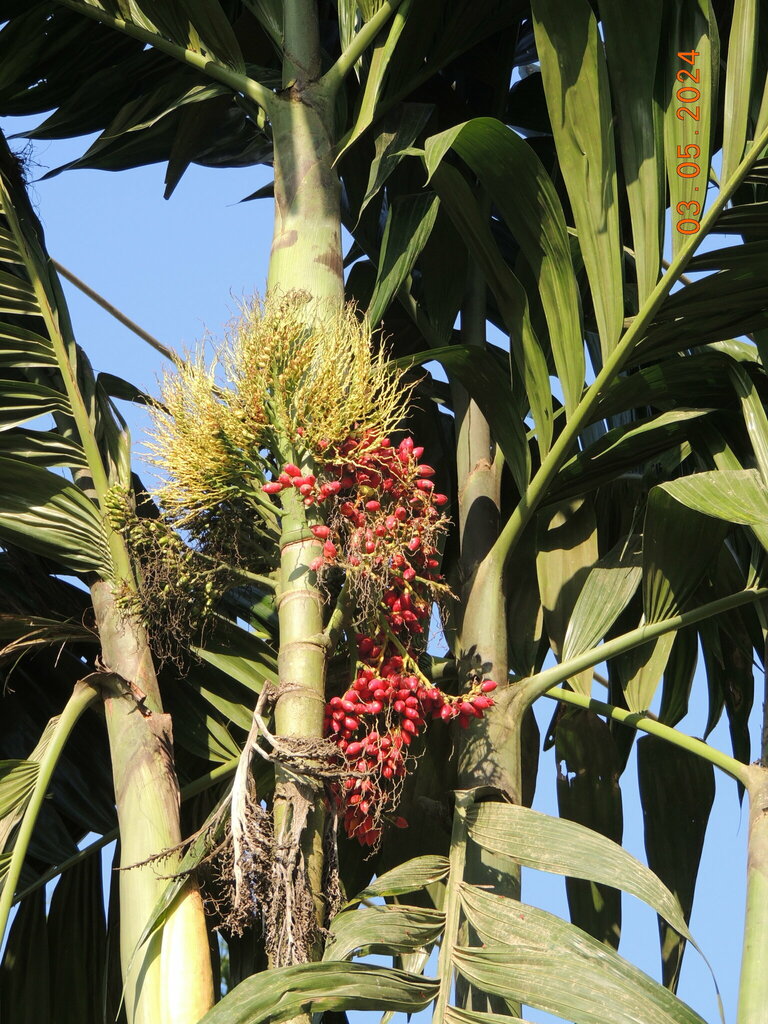 wild areca palm from La Palma, Provincia de Puntarenas, Puerto Jiménez ...