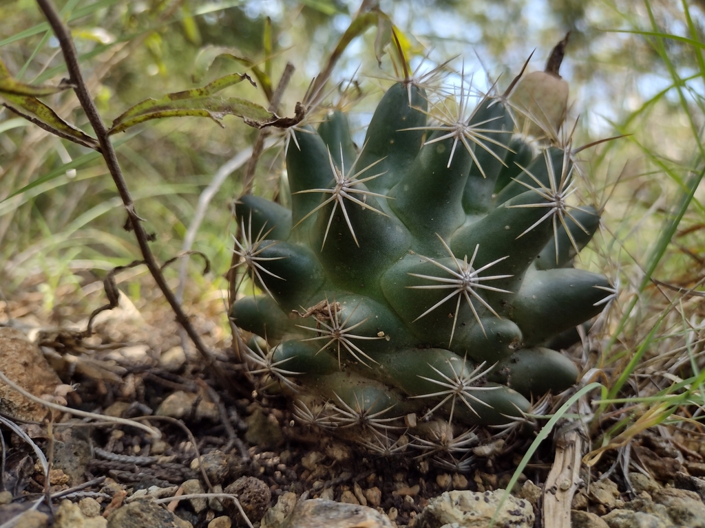 Grooved nipple cactus from Leander, TX 78641, USA on June 1, 2024 at 11 ...