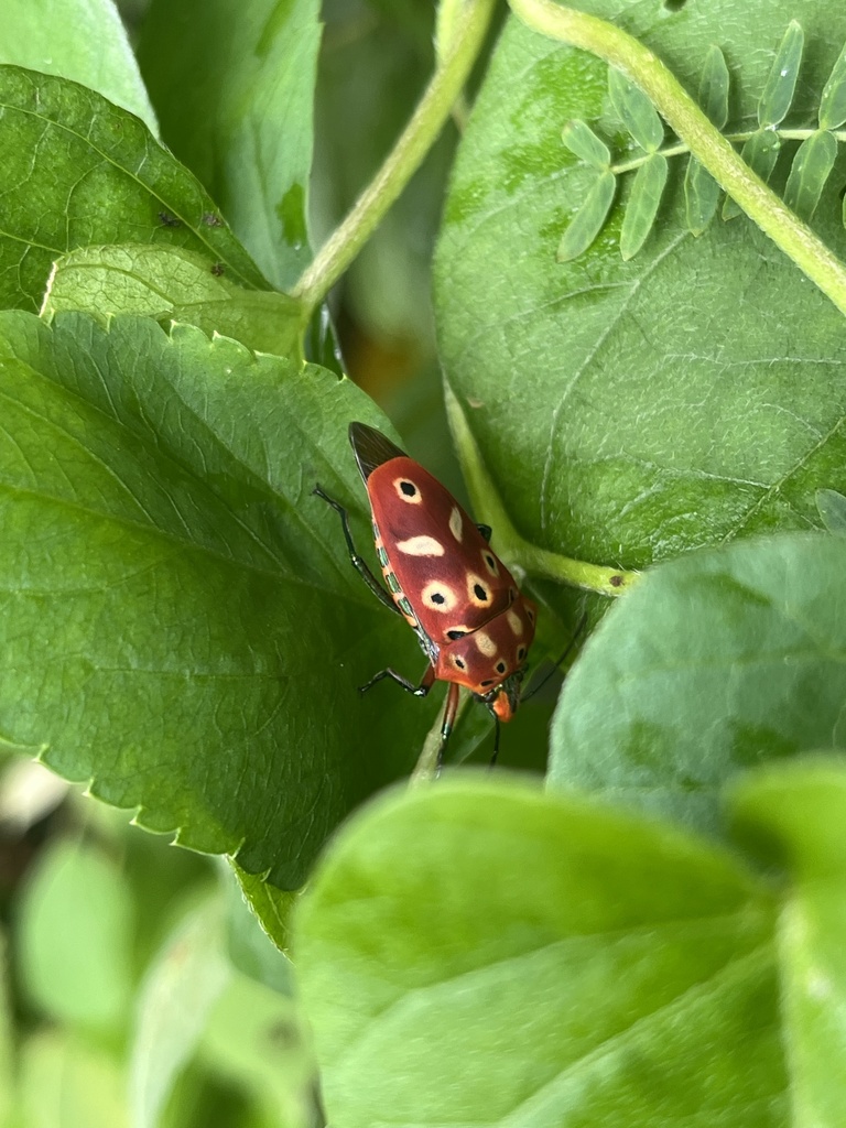 ocellated shield bug in May 2024 by Nakatada Wachi · iNaturalist