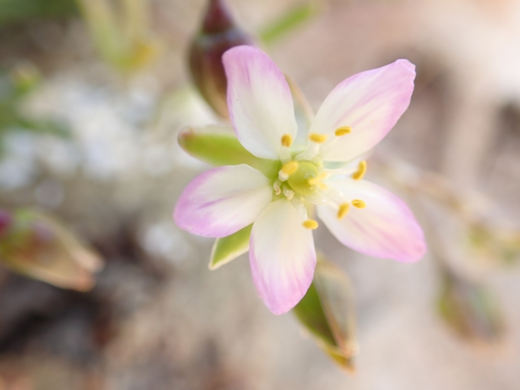 Greater Sea-spurry from East Head (NT & SSSI), West Wittering, West ...