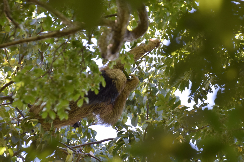Southern Maned Sloth in May 2024 by Flávio Mendes. Eating leaves from ...
