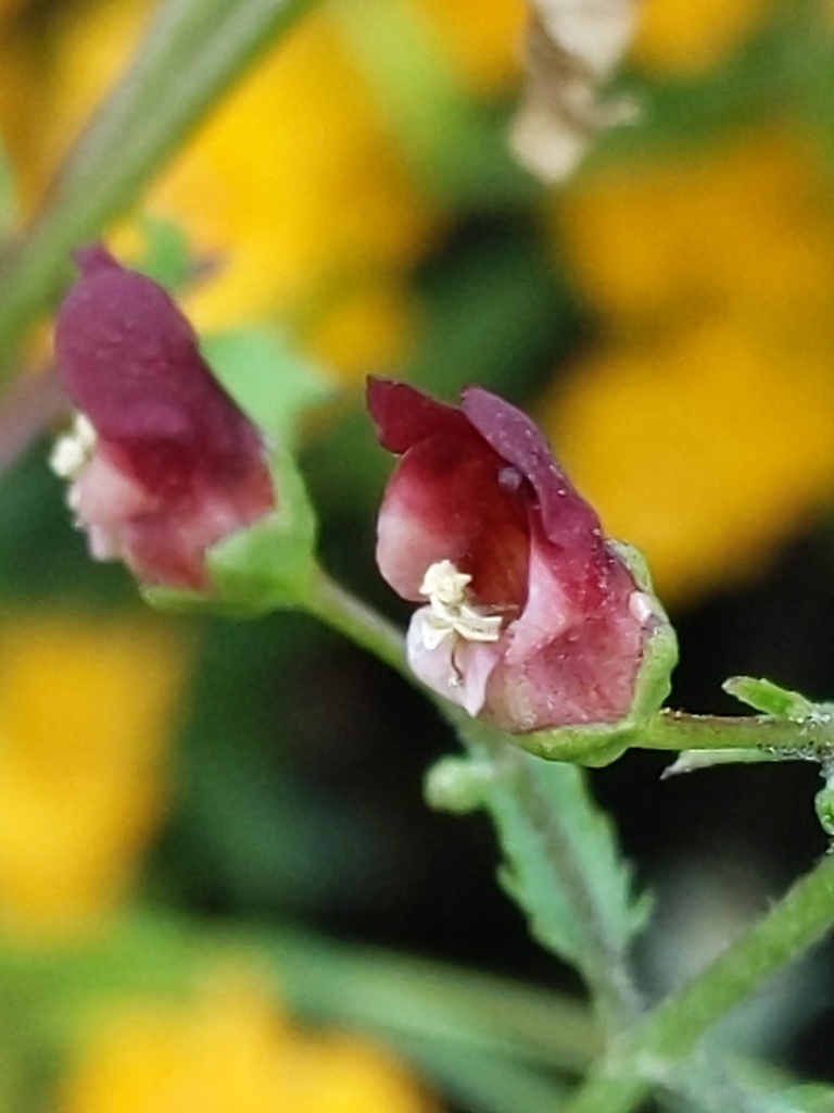 figwort family (Scrophulariaceae) - Botanical Realm