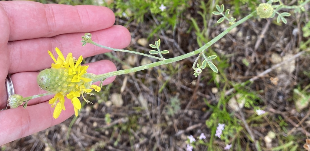 Golden Prairie Clover from West Meadowbrook, Fort Worth, TX, USA on ...