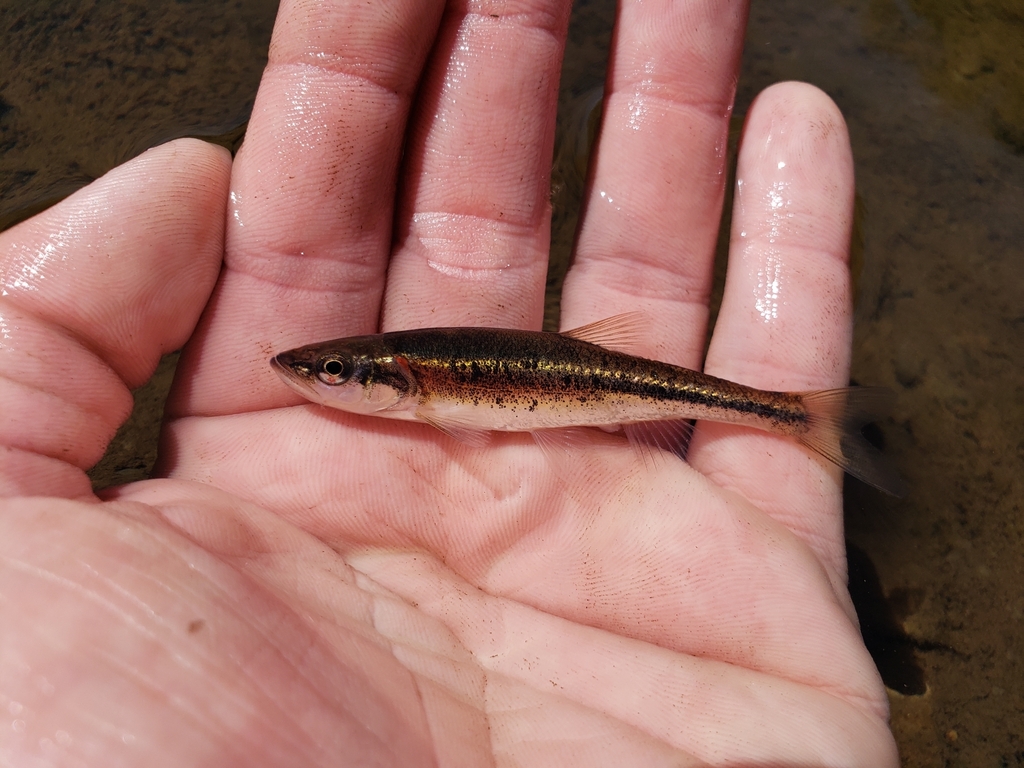 Redside Dace in June 2024 by Bradley Rasmussen · iNaturalist