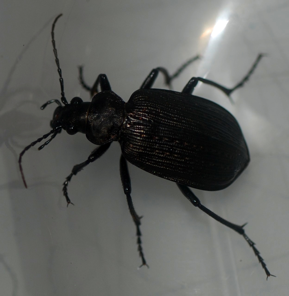 Calosoma alternans from Calle 2O, Santiago De Cali, Valle Del Cauca, CO ...