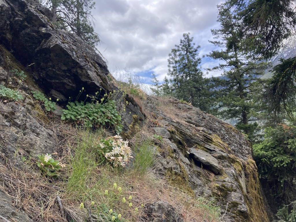 Tweedy's lewisia in June 2024 by Tiffa Theden · iNaturalist