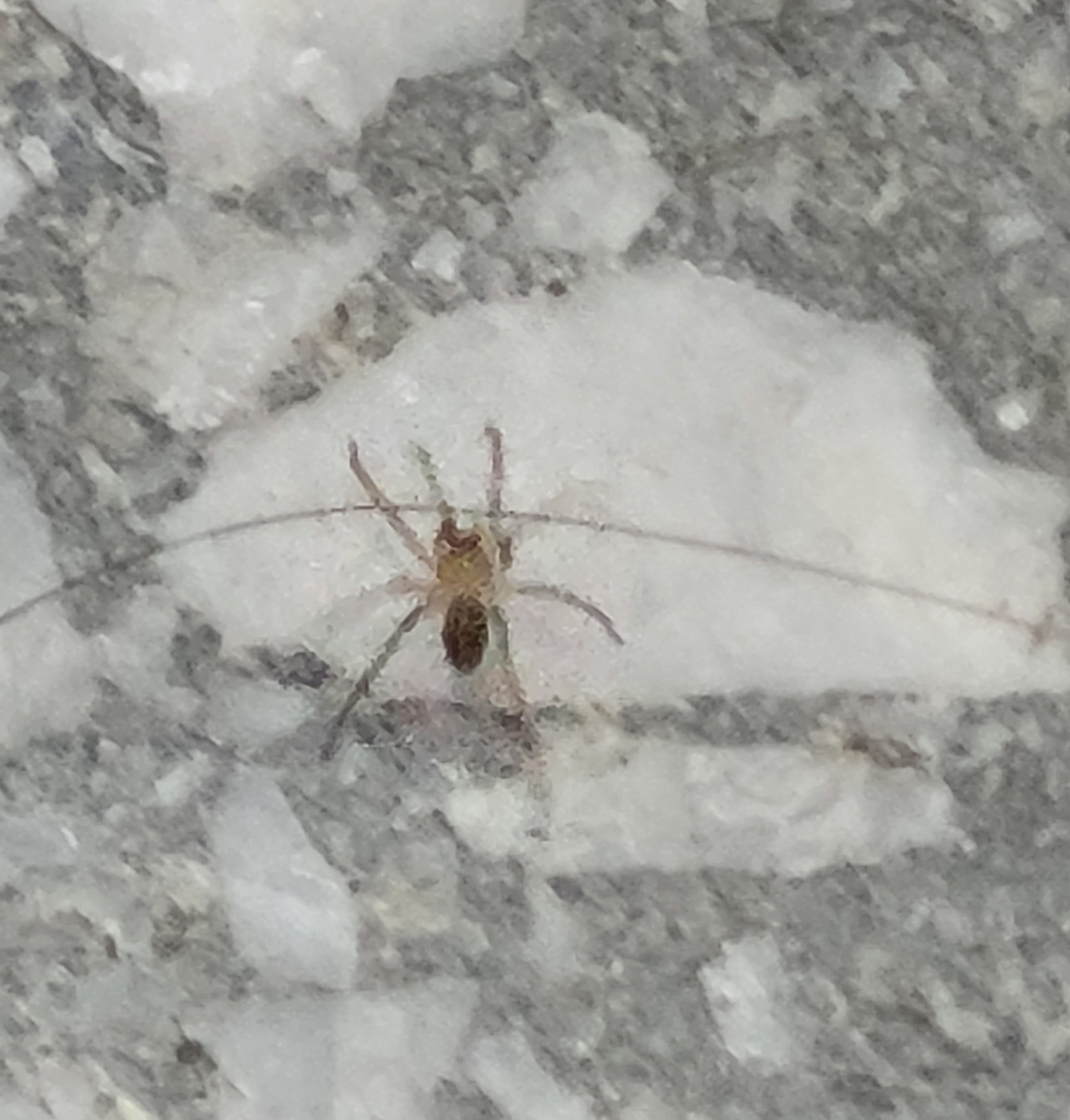 Spiders from Gral. Pico, La Pampa, Argentina on May 30, 2024 at 12:23 ...