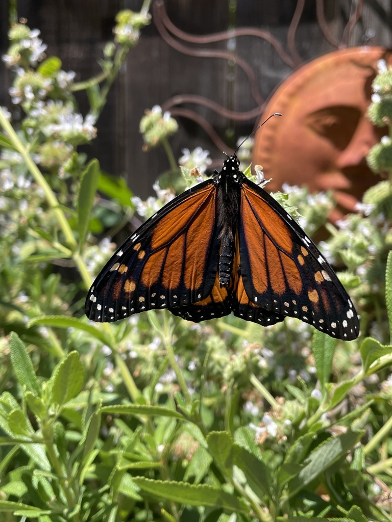 Monarch from Occidental St, Oakland, CA, US on June 1, 2024 at 01:49 PM ...
