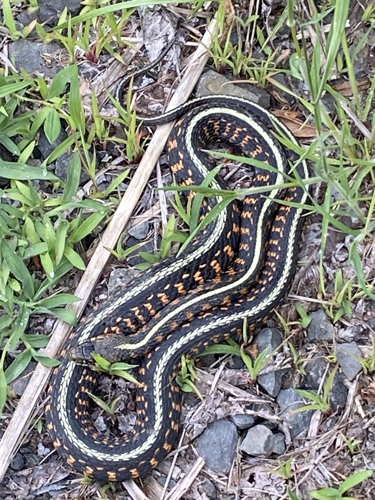 Red-spotted Garter Snake from Sauvie Island, Portland, OR, US on June 1 ...