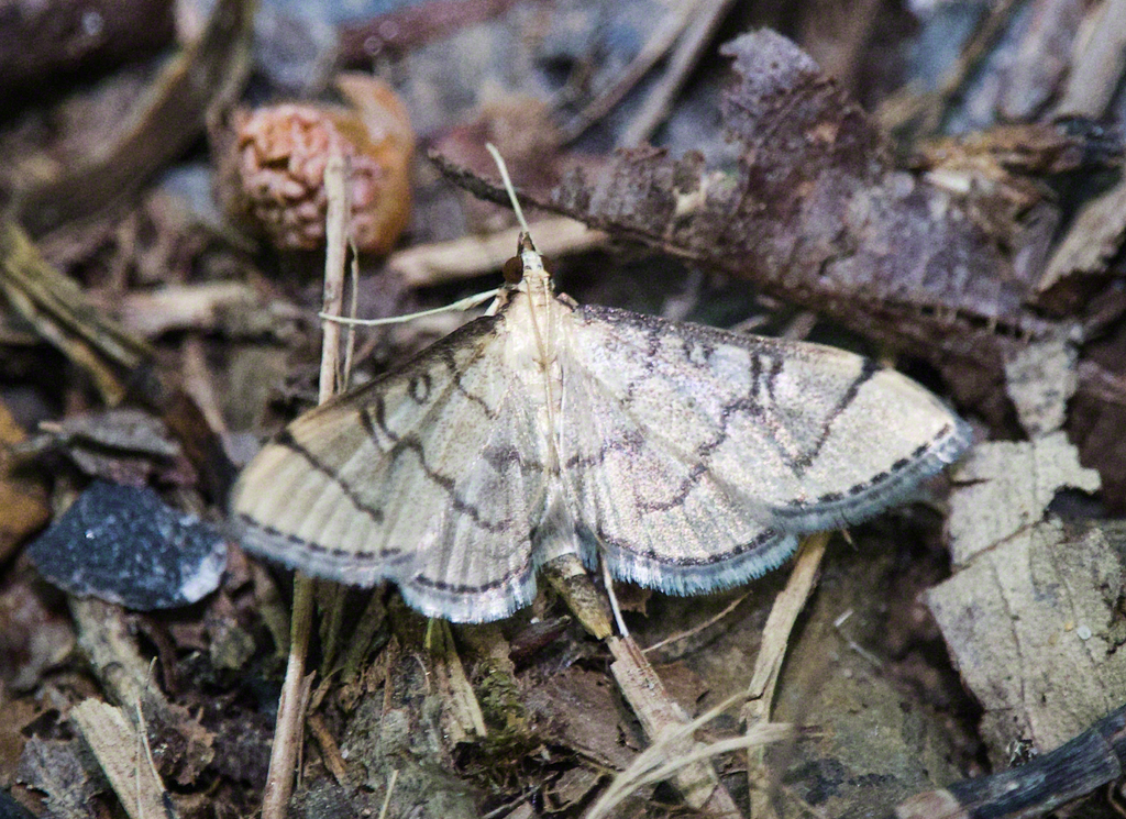 Hollow-spotted Blepharomastix Moth from Rockbridge County, VA, USA on ...