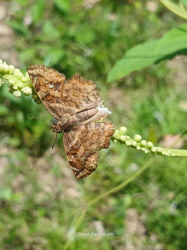 Common Spurwing from Corbin Local Wildlife, 68 Belmont Farm Road, Mason ...